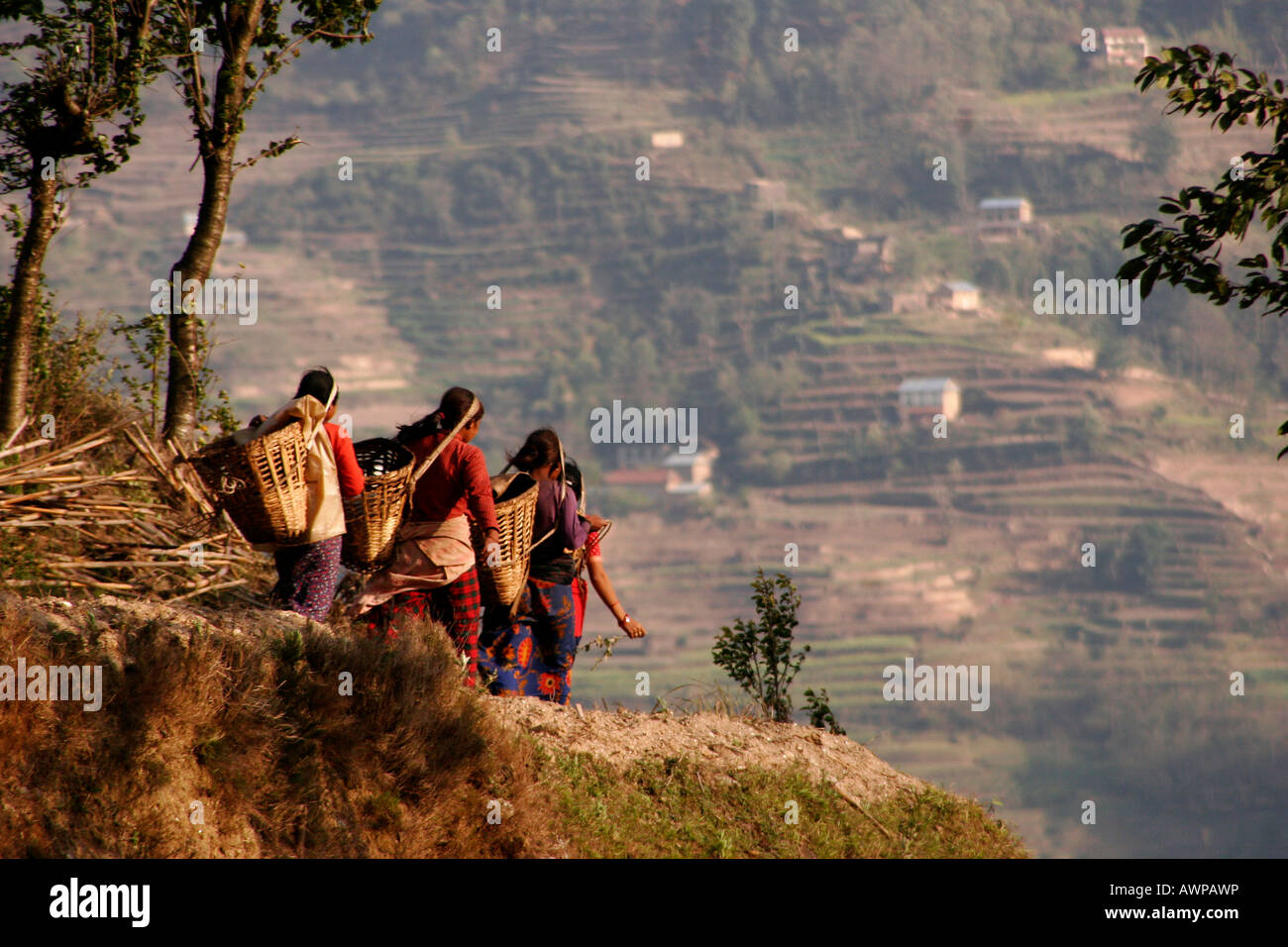 Female farmer cow manure hi-res stock photography and images - Alamy