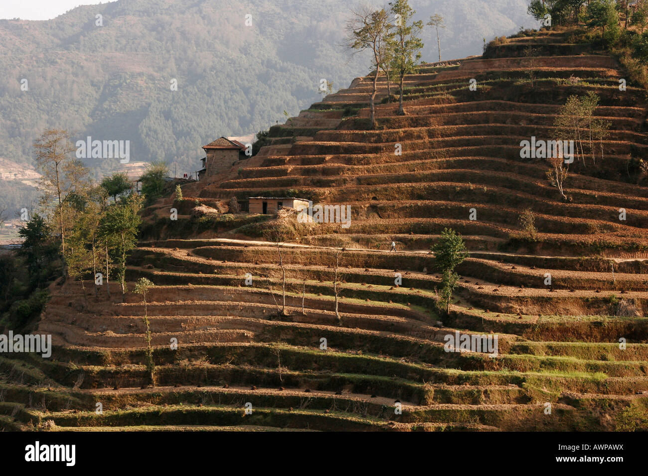 Hand-made terrace cultivation in the mountains surrouding Nagarkot ...