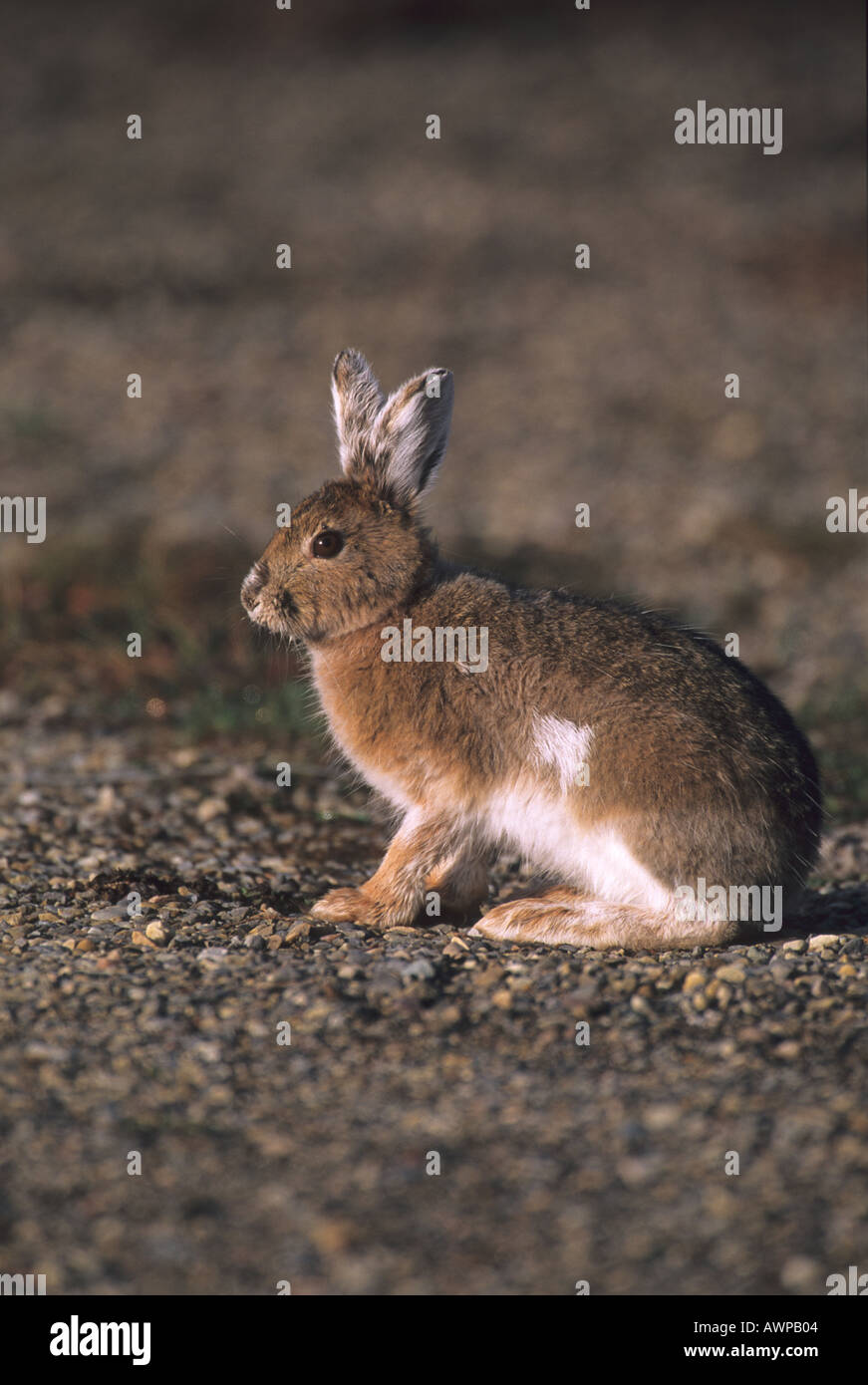 Snowshoe hare changing hi-res stock photography and images - Alamy