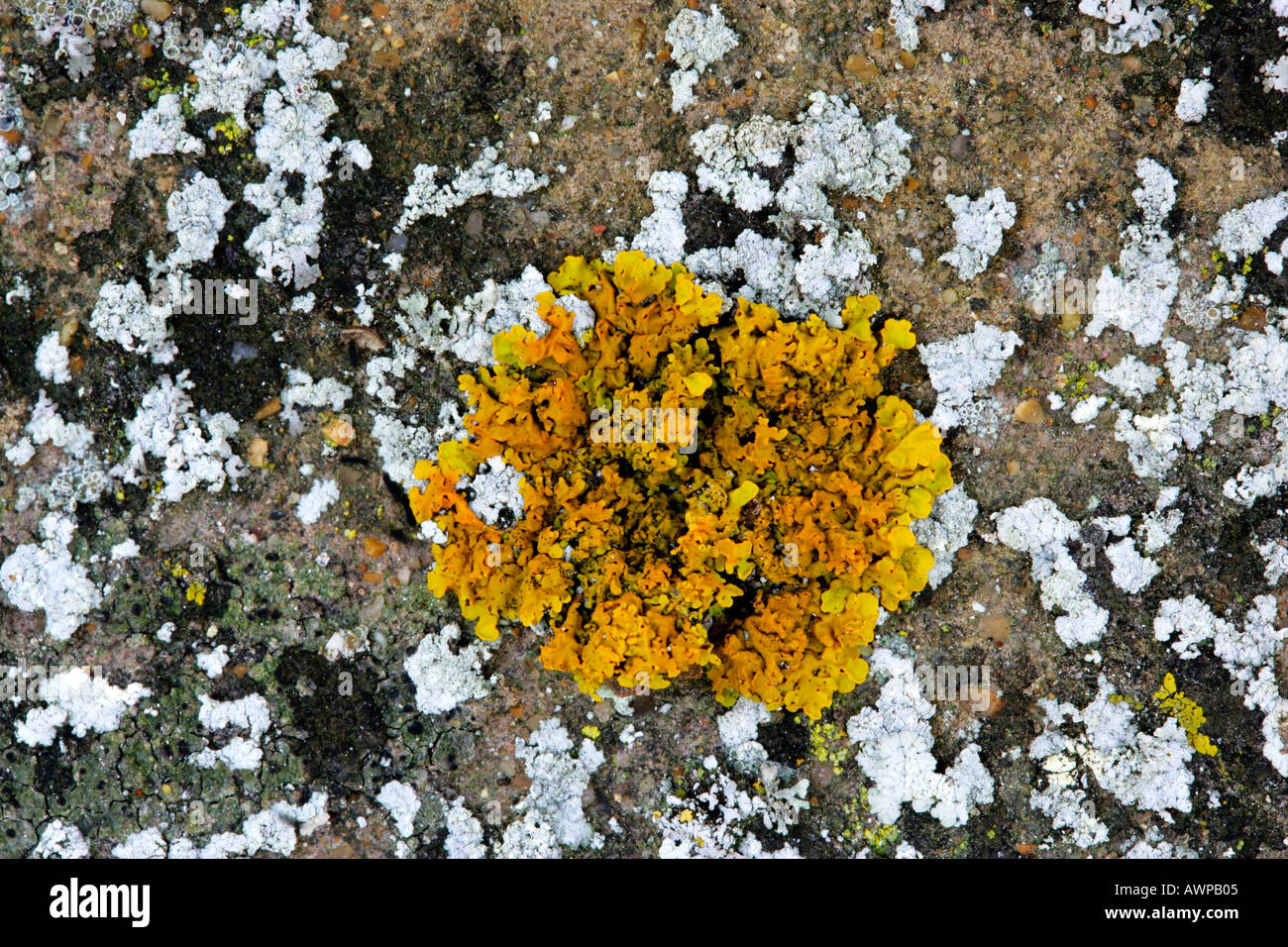 Photo lichen on stones hi-res stock photography and images - Alamy