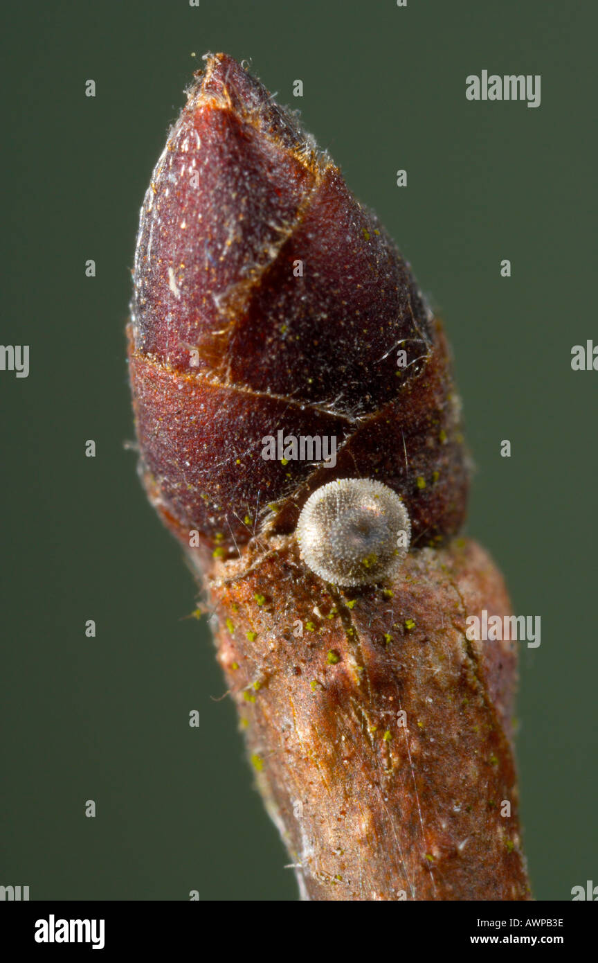 Strymonidia w album hi-res stock photography and images - Alamy
