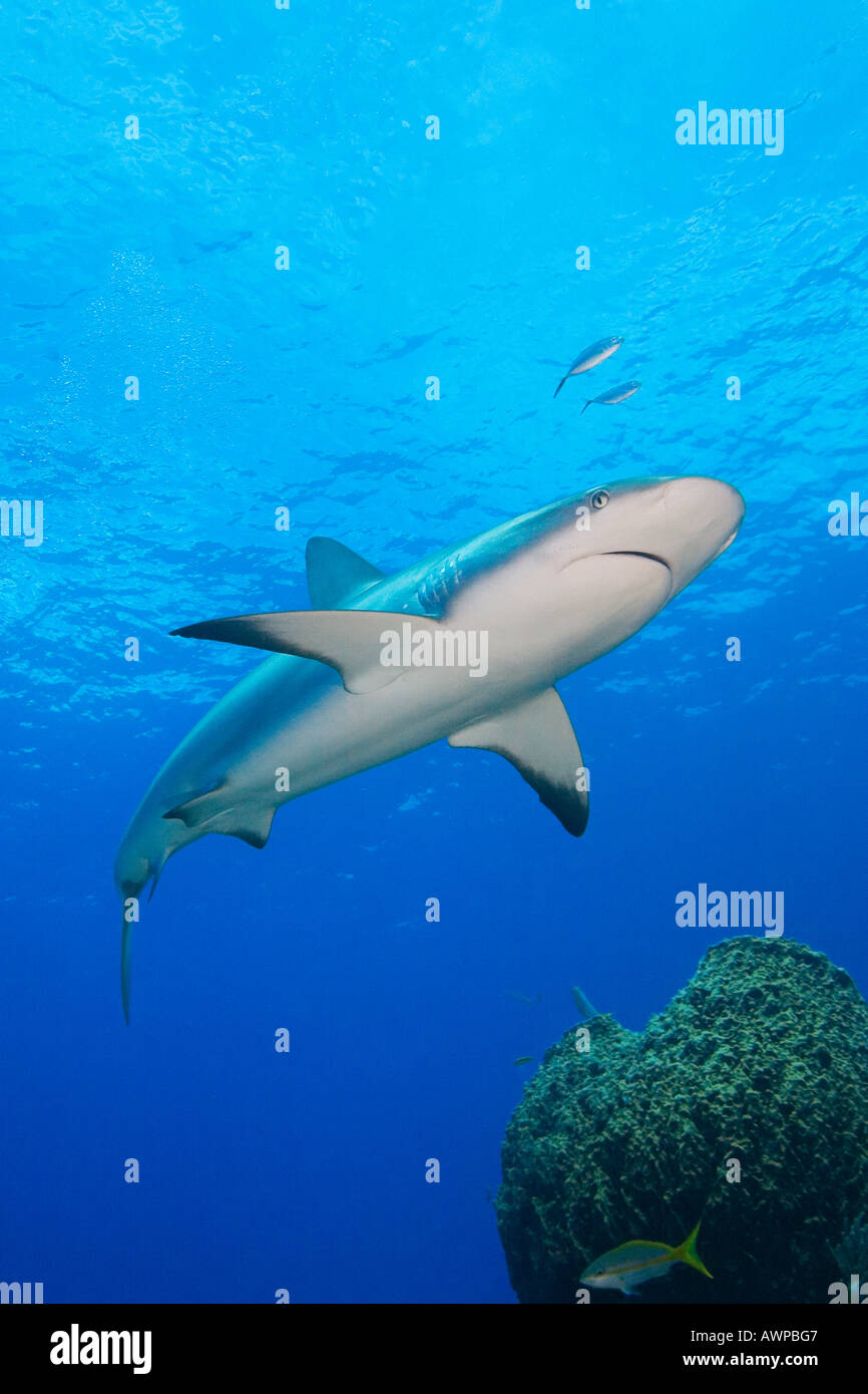 Caribbean Reef Shark, Carcharhinus perezi, over coral reef, West End ...