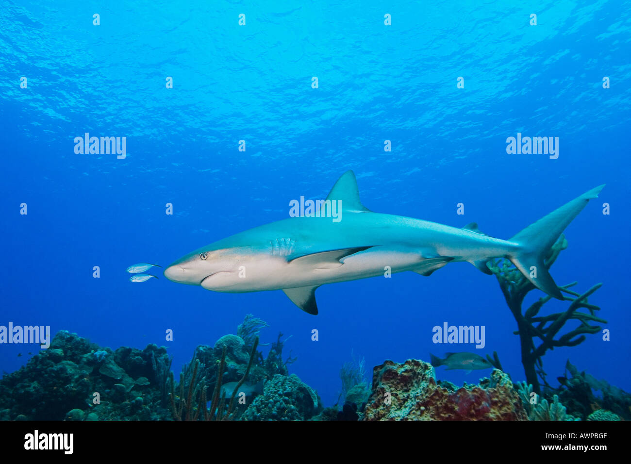 Caribbean Reef Shark, Carcharhinus perezi, led by a pair of juvenile ...