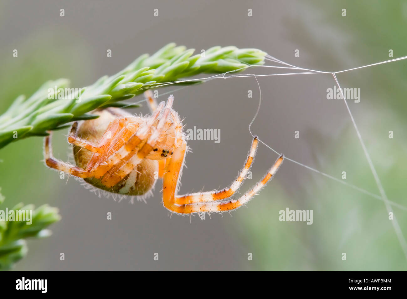 Most poisonous spider of germany hi-res stock photography and images ...