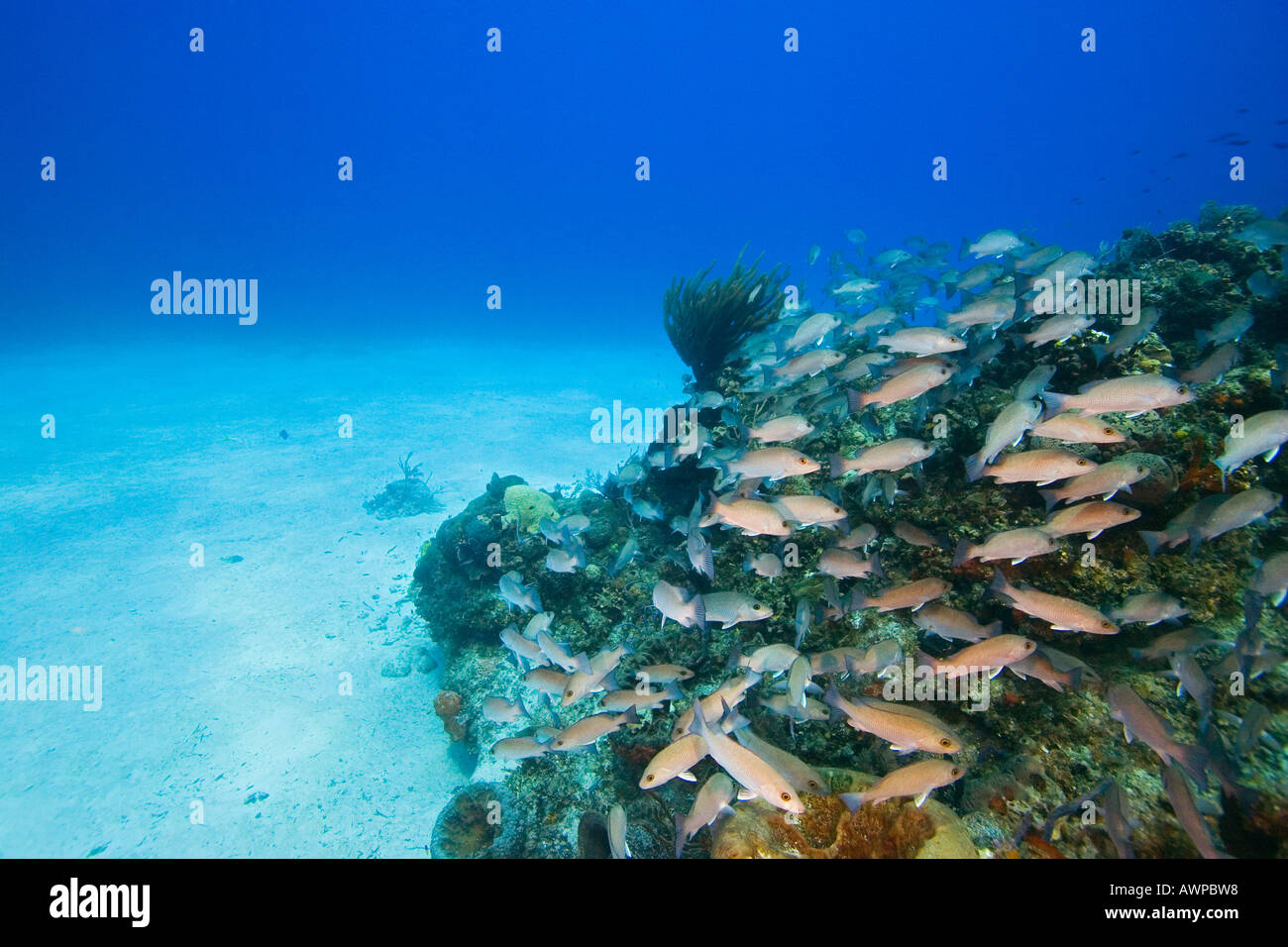 Schooling Gray Snappers, Lutjanus griseus, West End, Grand Bahama ...
