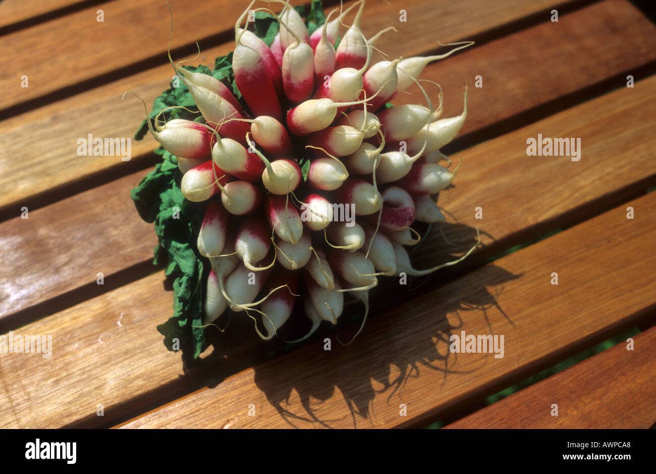 Radis radishes agricultural hi-res stock photography and images - Alamy