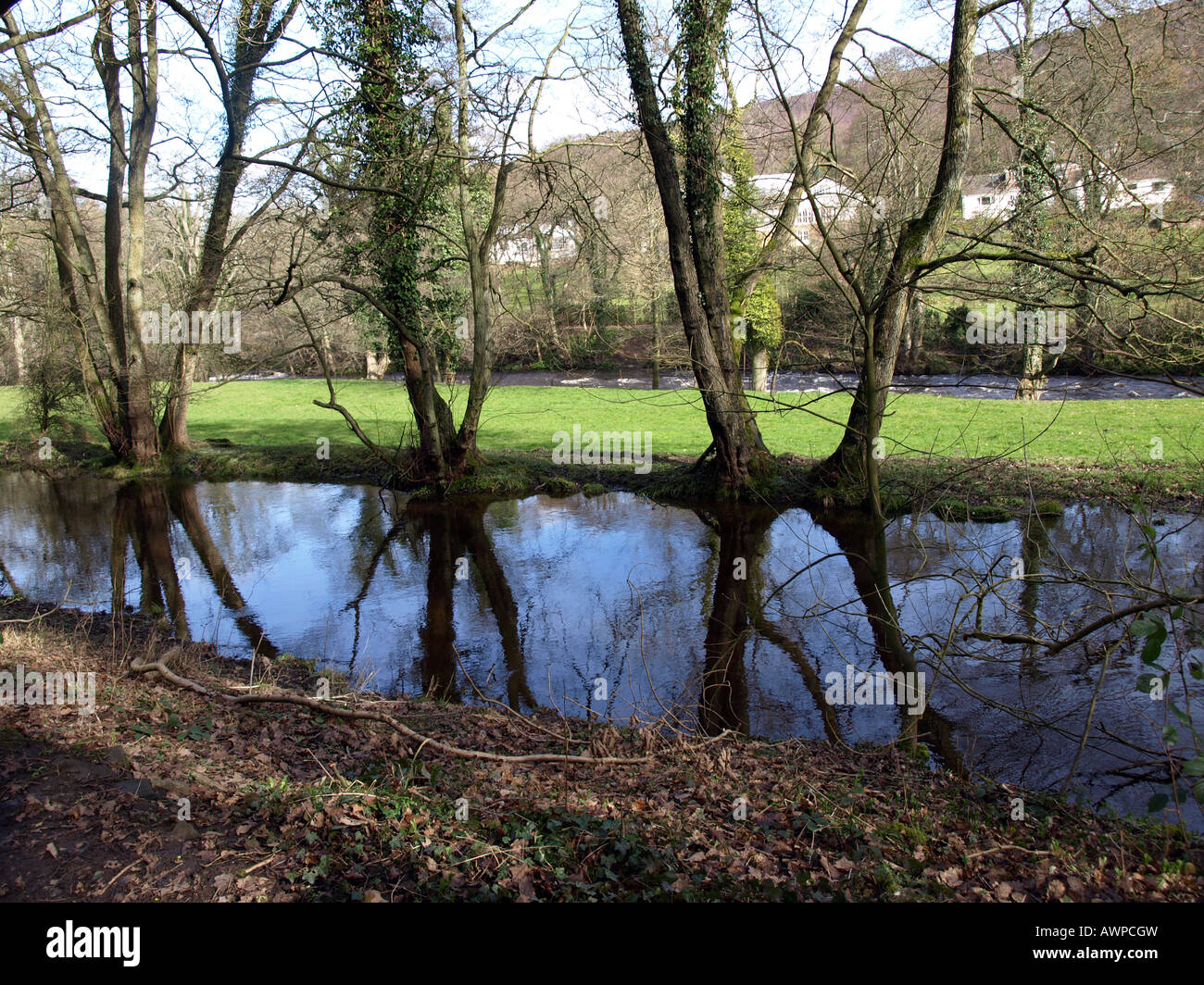 reflections of trees in the water of the calver mill water feed with ...