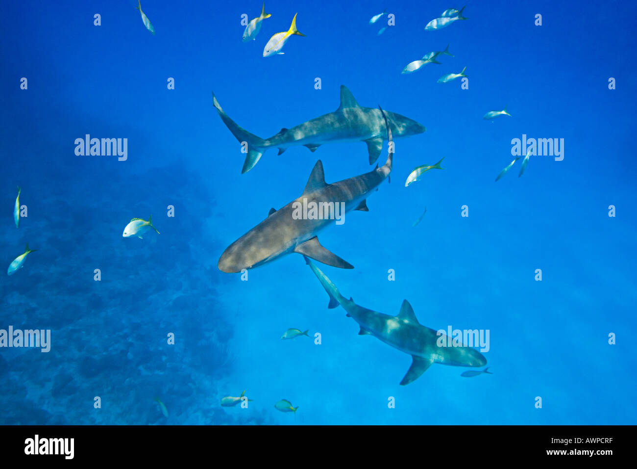 Caribbean Reef Sharks, Carcharhinus perezi, West End, Grand Bahama ...