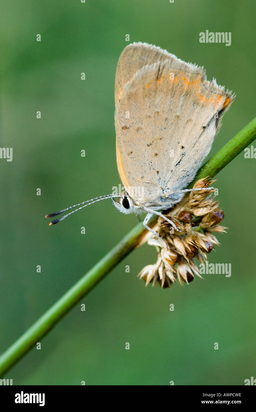 Macro shot copper butterfly hi-res stock photography and images - Alamy