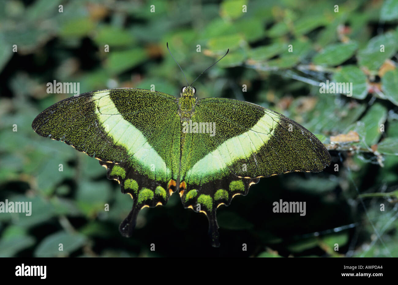 Green Banded Swallowtail Papilio palinvrus Stock Photo - Alamy