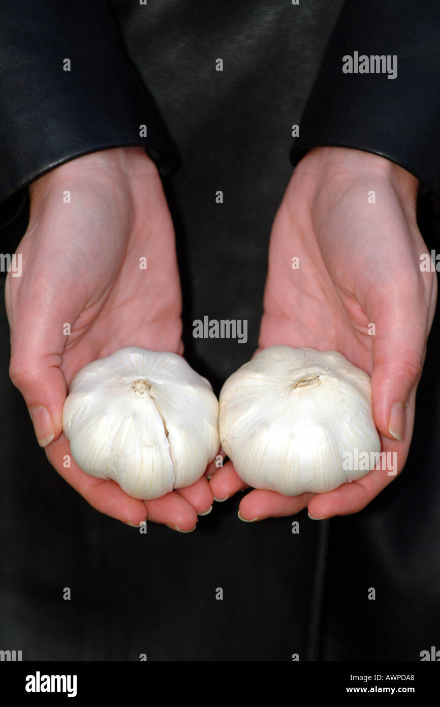 Hand holding cloves garlic hi-res stock photography and images - Alamy