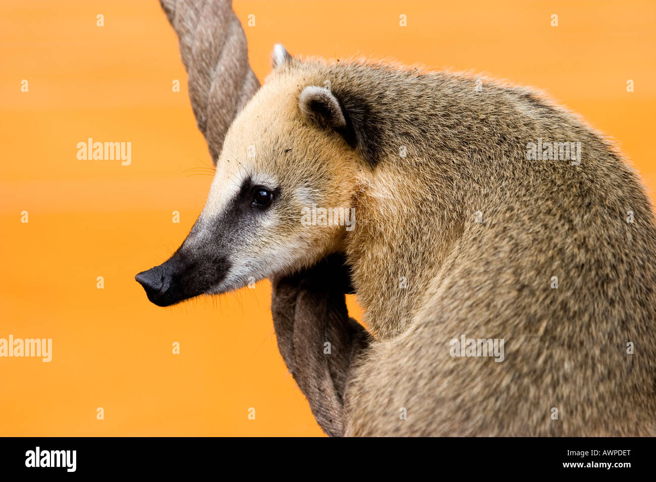 Coati (Nasua nasua), member of the Raccoon family (Procyonidae Stock ...