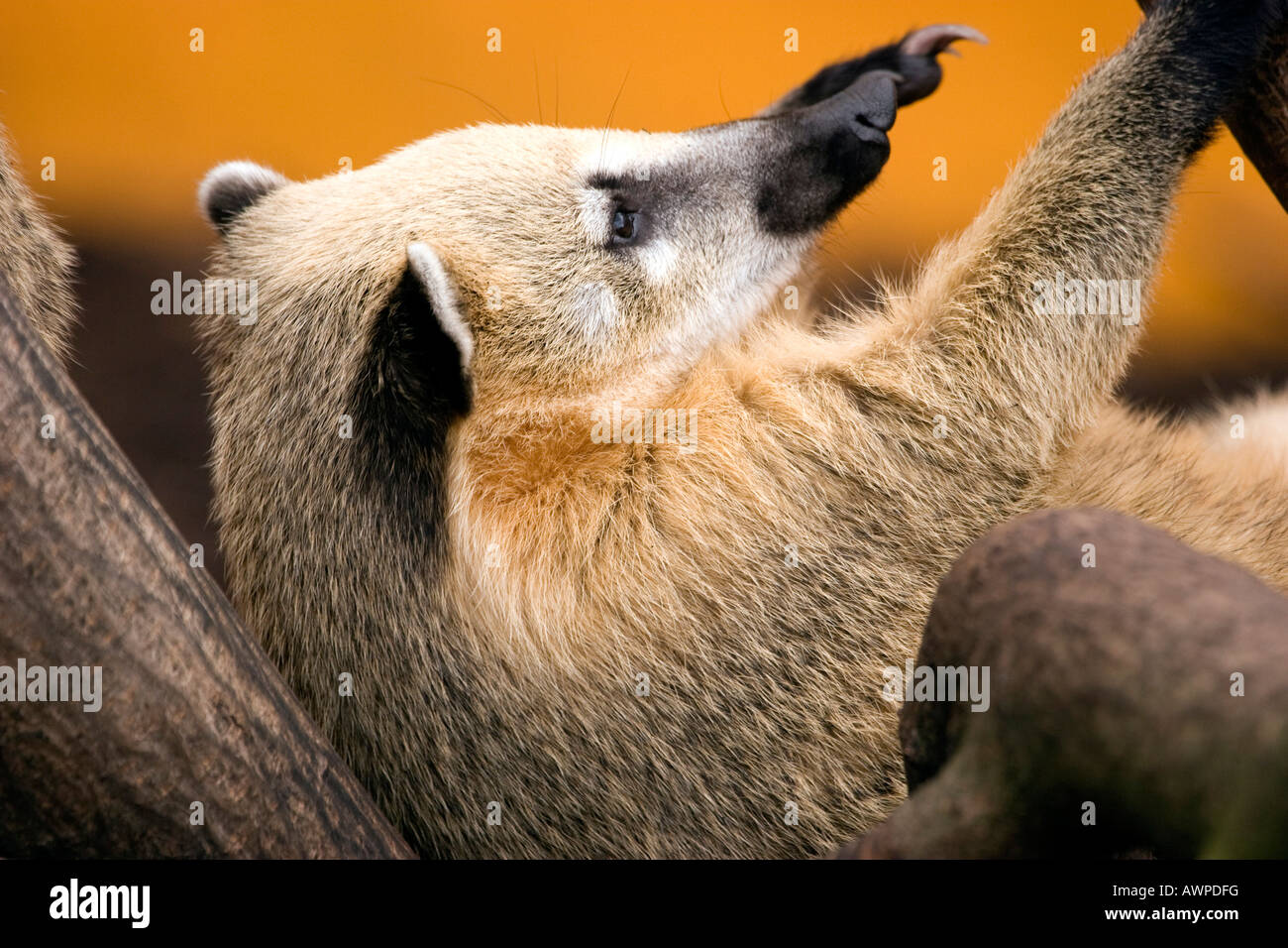Coati (Nasua nasua), member of the Raccoon family (Procyonidae Stock ...