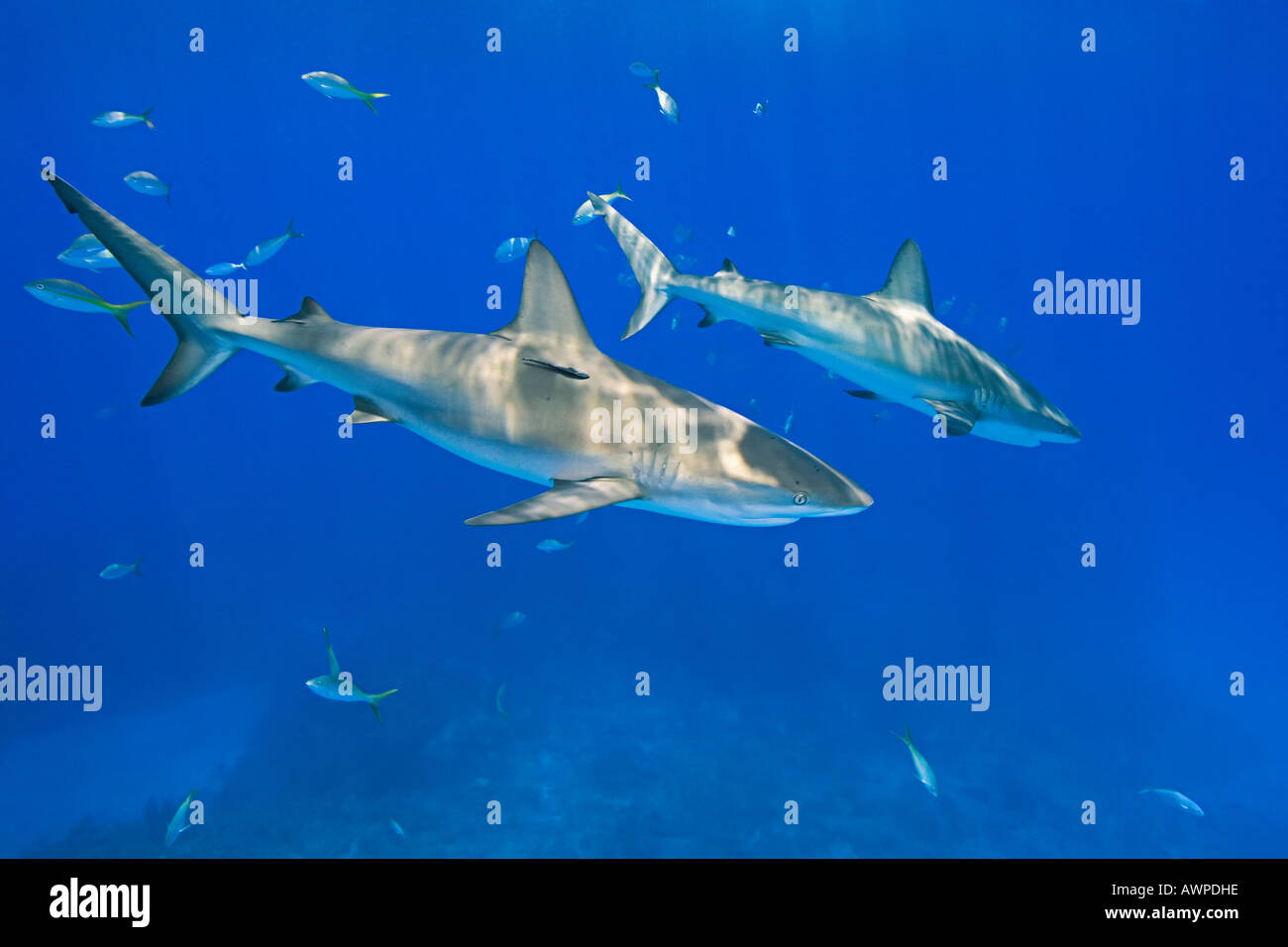 Caribbean Reef Sharks, Carcharhinus perezi, West End, Grand Bahama ...
