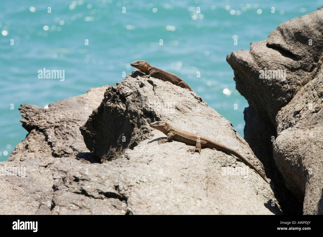 Giant lizards giant hi-res stock photography and images - Alamy