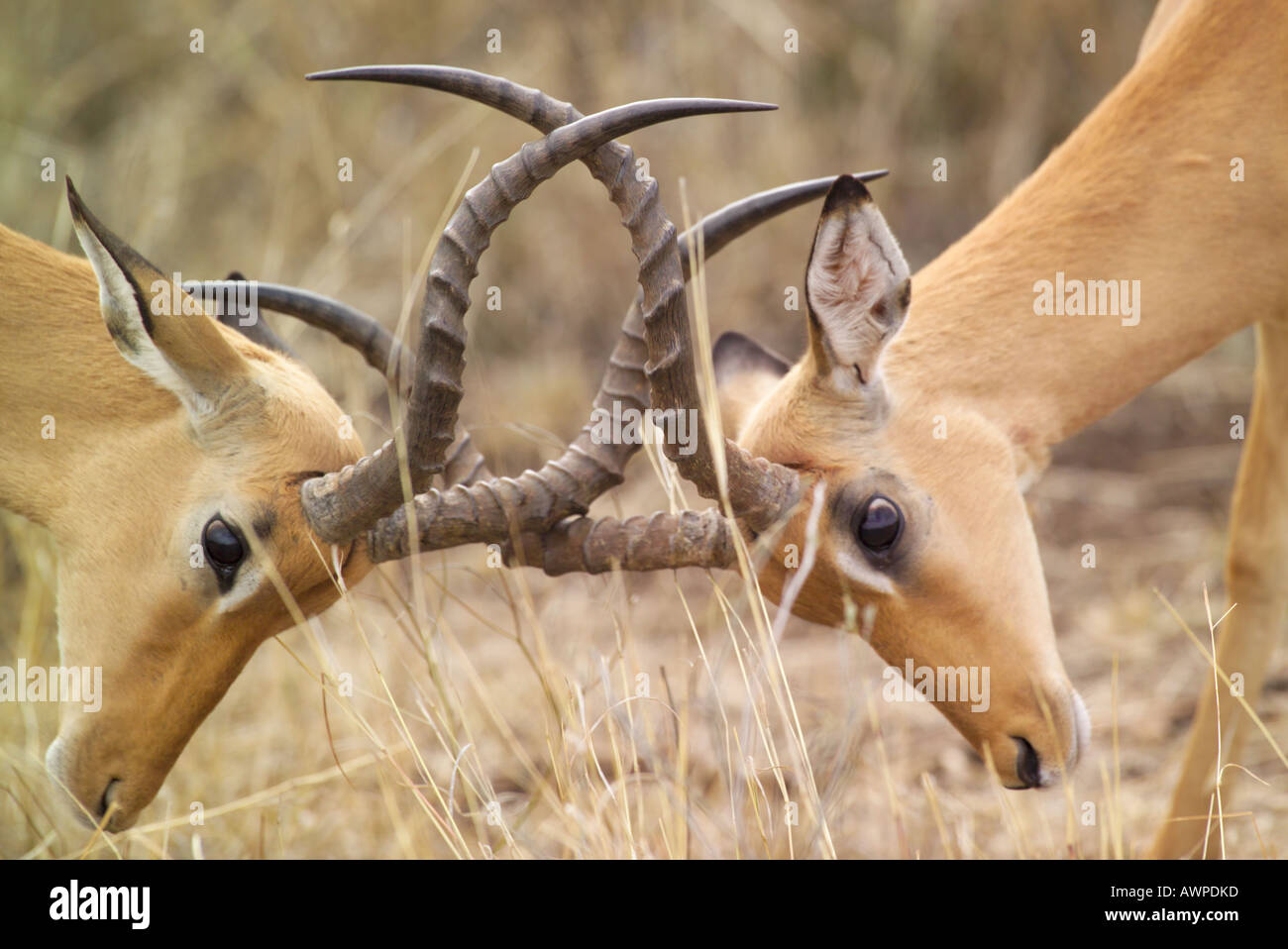 Impala rams hi-res stock photography and images - Alamy
