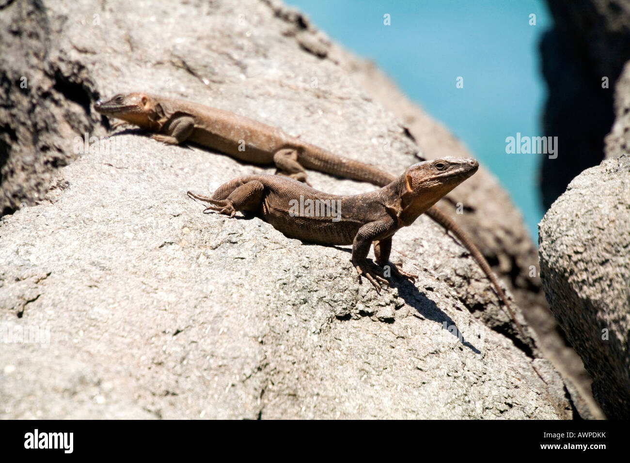 Two Gran Canaria Giant Lizards (Gallotia stehlini), Canary Islands ...