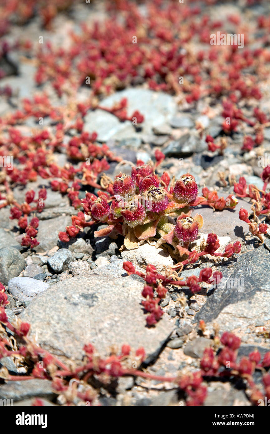 Common Ice Plant or Crystalline Iceplant (Mesembryanthemum crystallinum ...