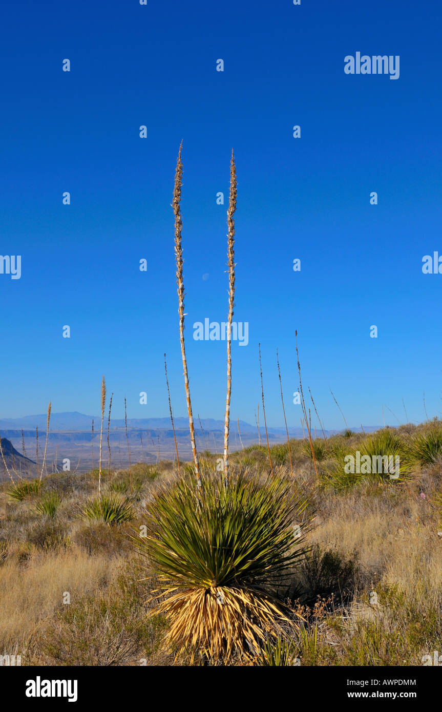 Desert landscape. Big Bend National Park, Texas, USA Stock Photo - Alamy