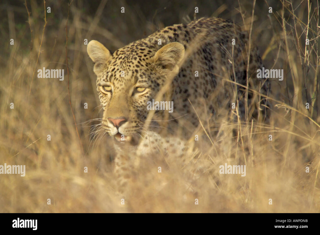 Stalking African leopard hunting in long grass Stock Photo - Alamy