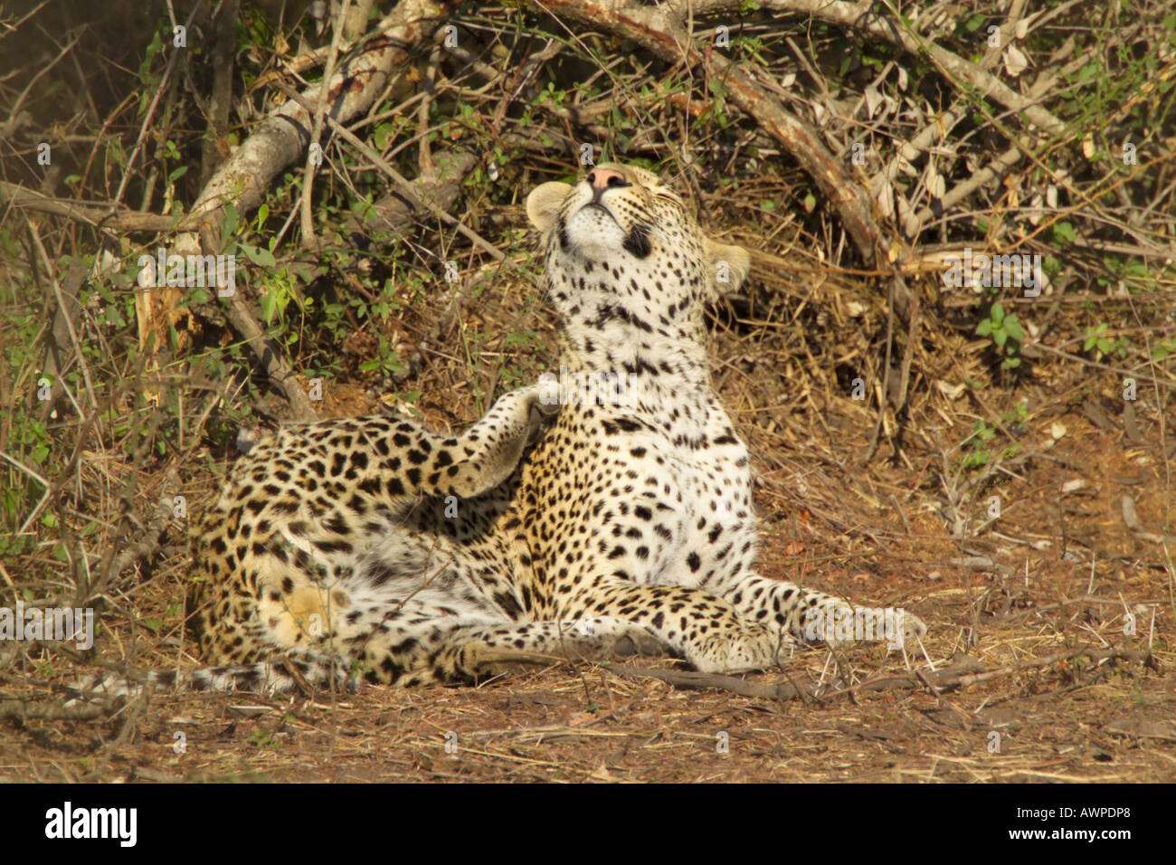 Wild cat scratching an itch hi-res stock photography and images - Alamy