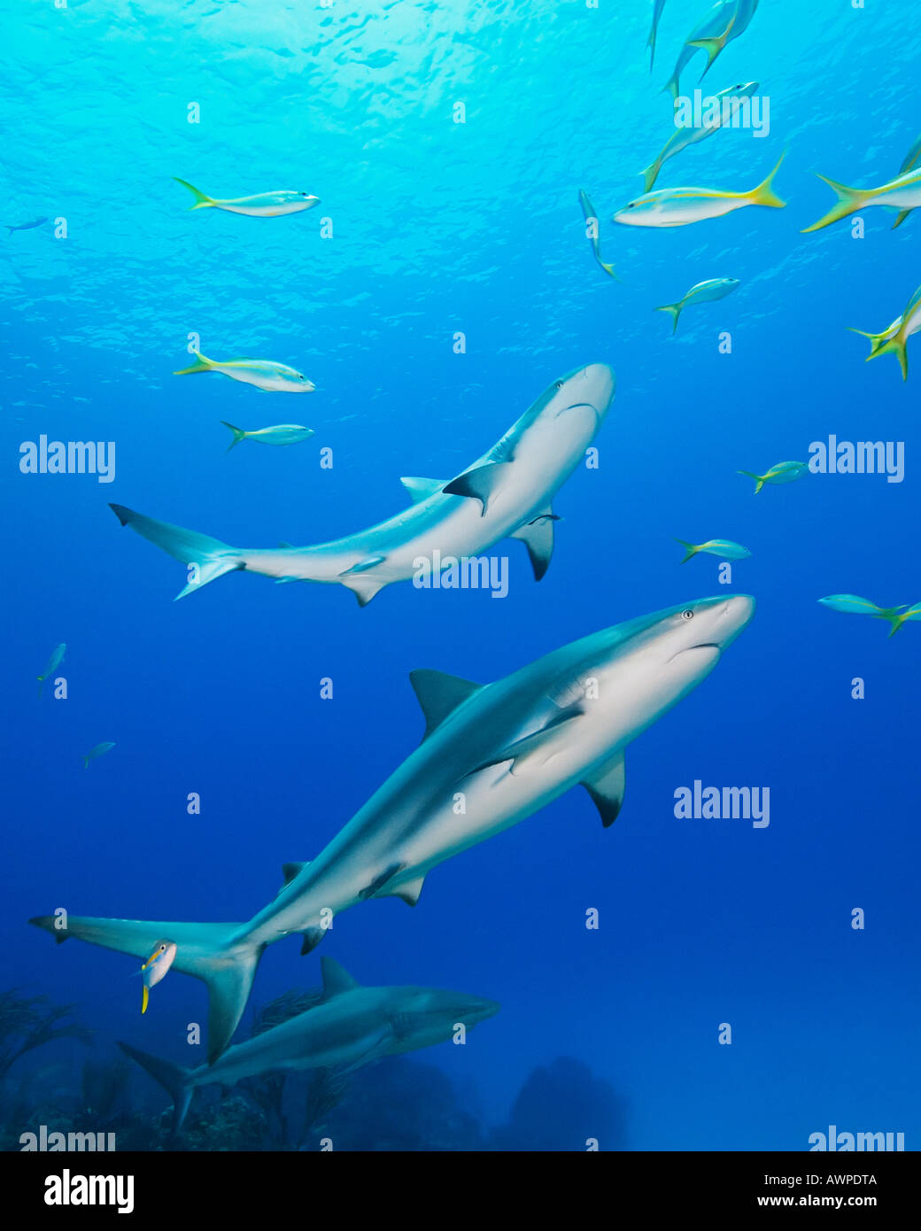 Caribbean Reef Sharks, Carcharhinus perezi, and Yellowtail Snappers ...