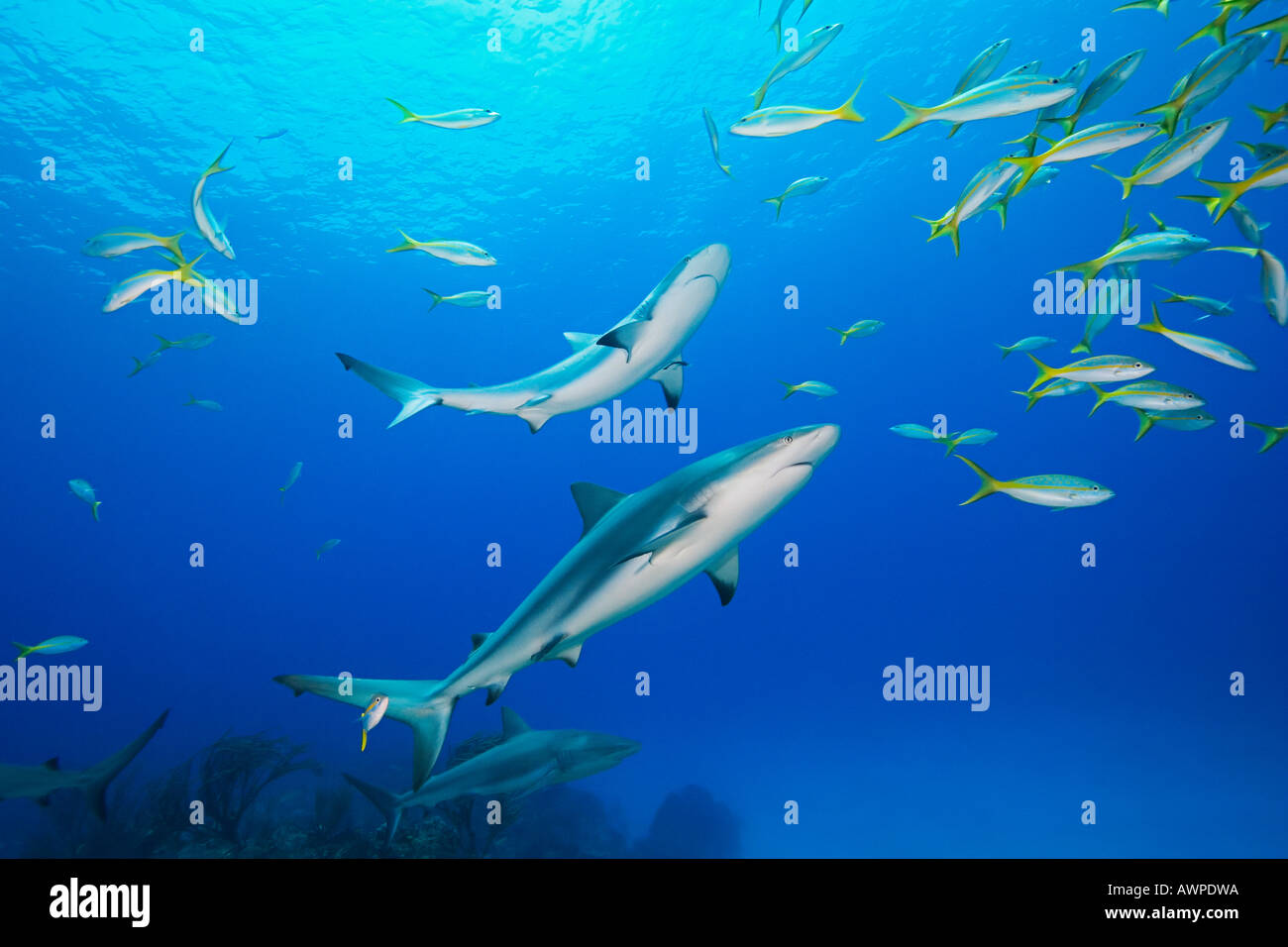 Caribbean Reef Sharks, Carcharhinus perezi, and Yellowtail Snappers ...