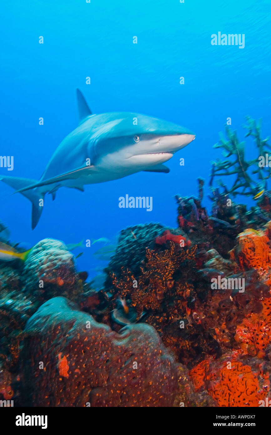 Caribbean Reef Shark, Carcharhinus perezi, over coral reef, West End ...