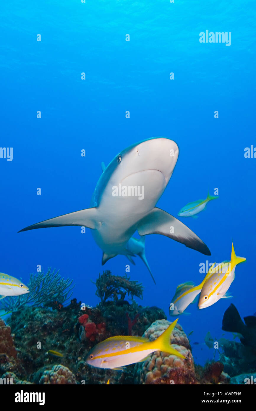 Caribbean Reef Shark, Carcharhinus perezi, and Yellowtail Snappers ...