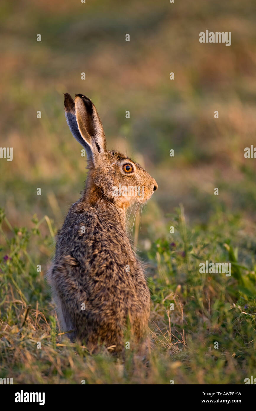 Hare side profile hi-res stock photography and images - Alamy