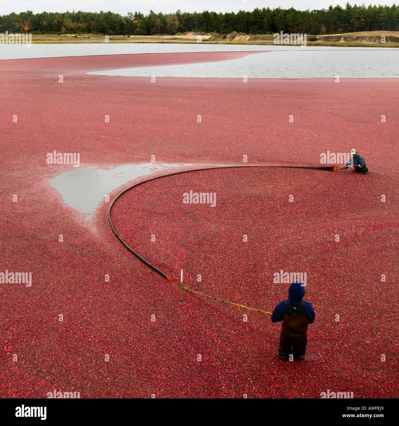 Kraanbere hi-res stock photography and images - Alamy