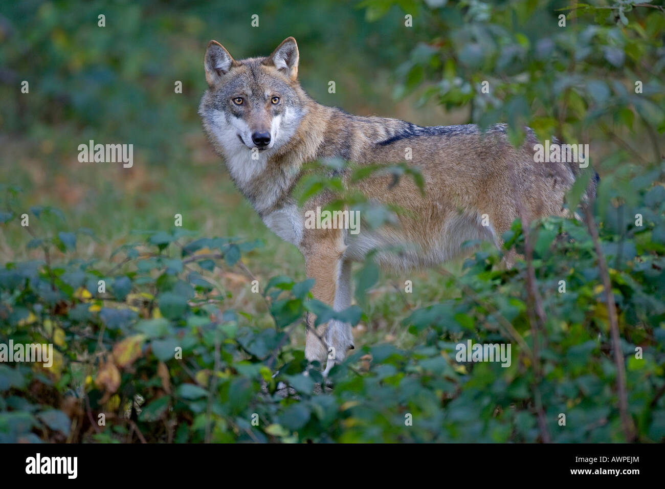 Grey Wolf or Timber Wolf (Canis lupus), Nationalpark Bayrischer Wald ...