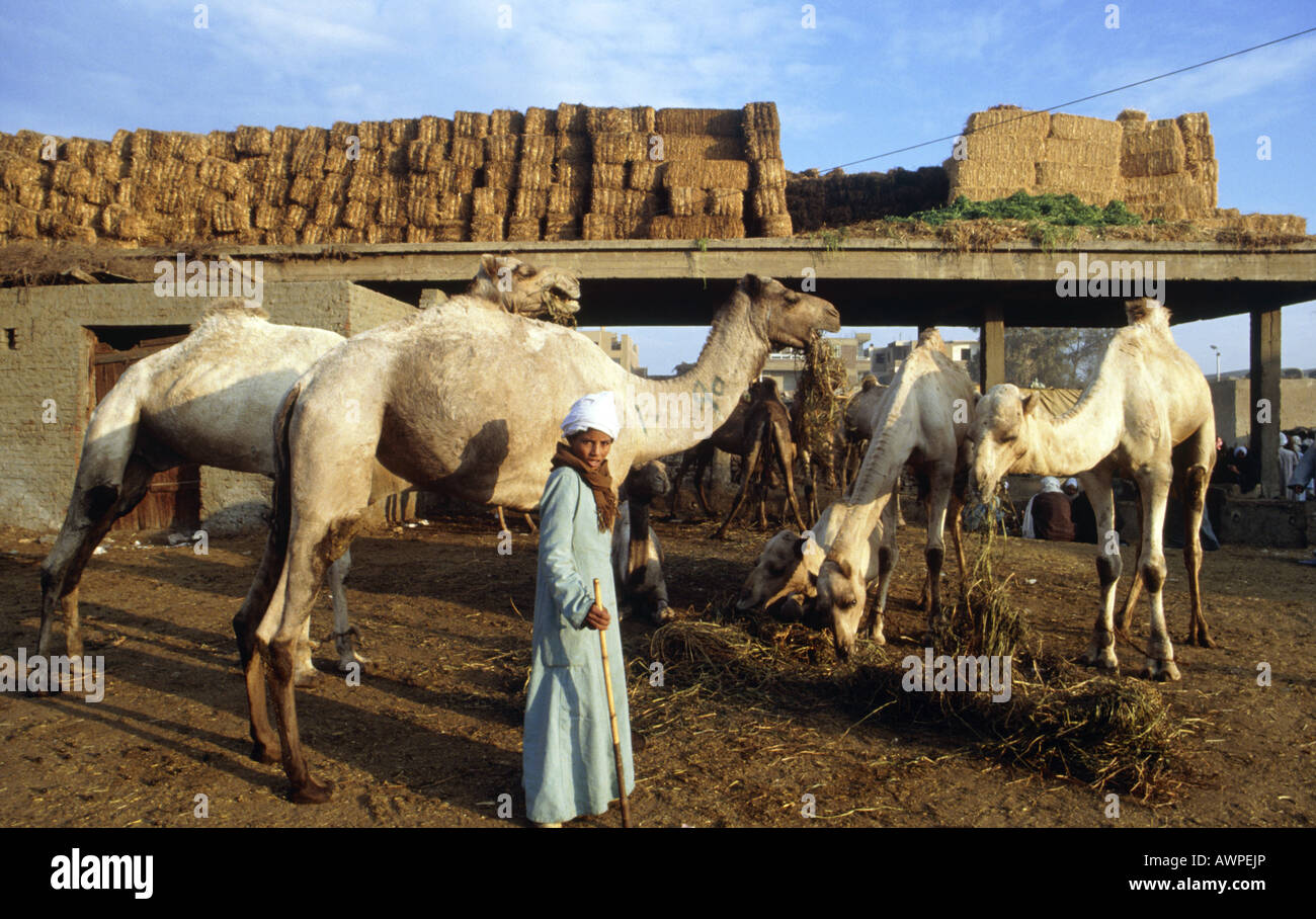 Imbaba. Camel market. Herders. Camels Stock Photo - Alamy Imbaba. Camel market. Herders. Camels Stock Photo - Alamy