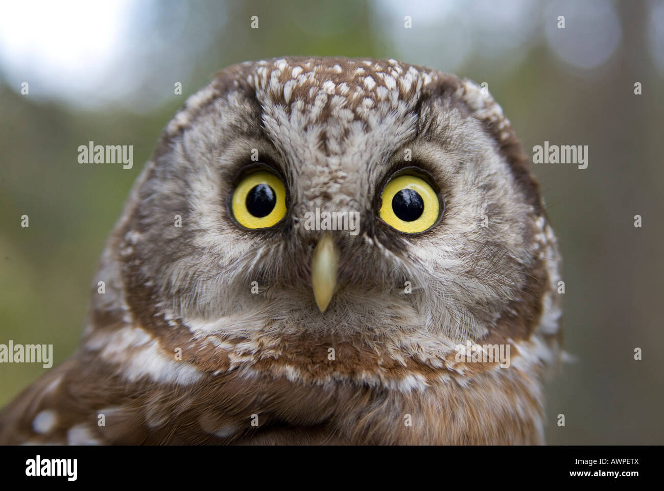Finnische fauna hi-res stock photography and images - Alamy