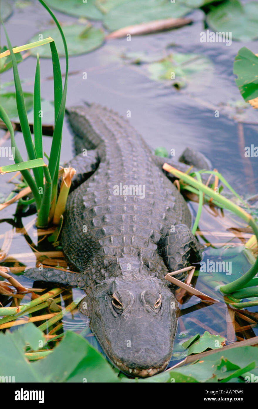 Alligator in Everglades National Park Florida United States Stock Photo ...