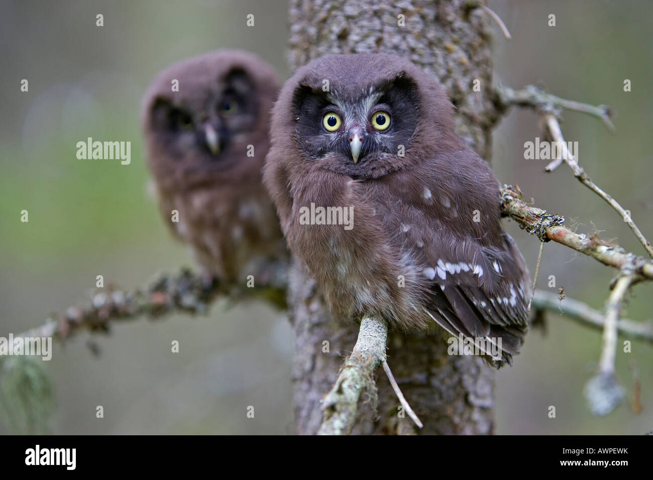 Finnische fauna hi-res stock photography and images - Alamy