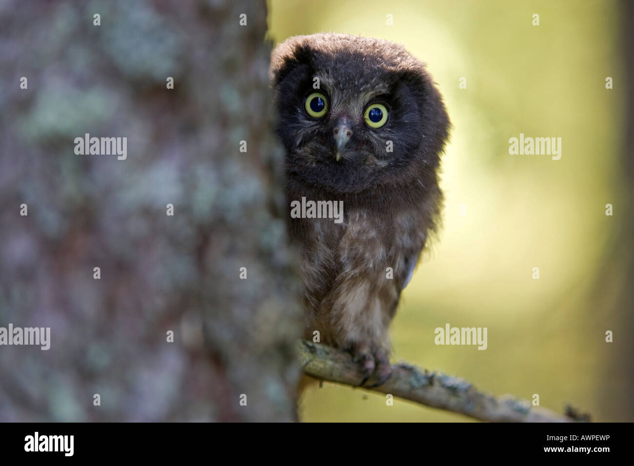 Young Tengmalm's Owl or Boreal Owl (Aegolius funereus), Finland, Europe ...
