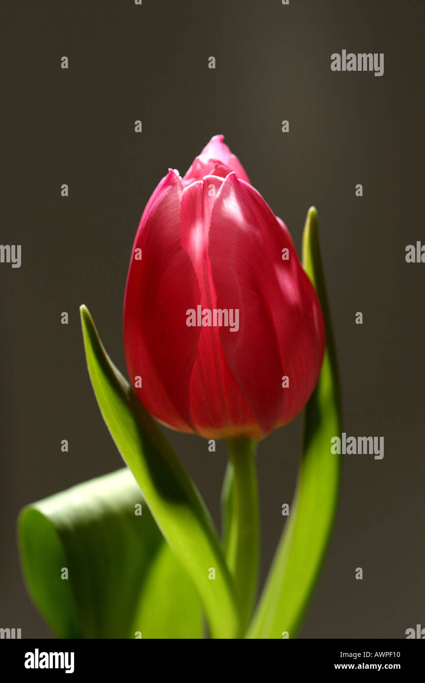 Pink tulip flower Close up Stock Photo - Alamy