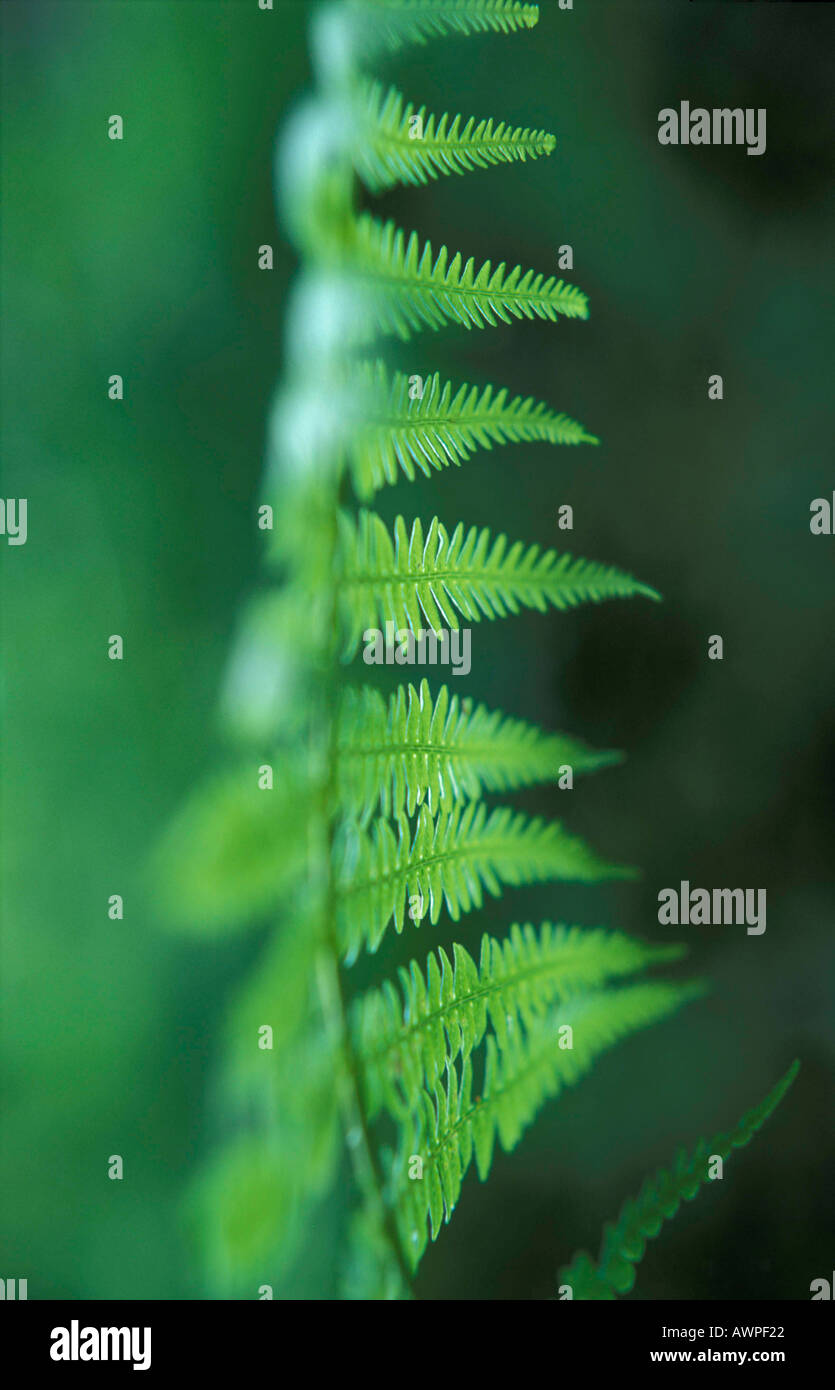One stem of fern The Lake District England Stock Photo - Alamy