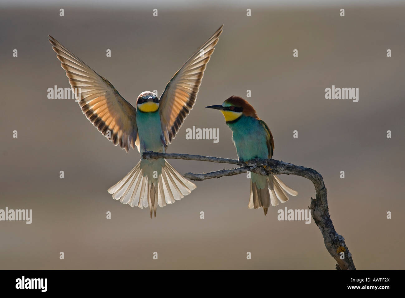 European Bee-eaters (Merops apiaster), Extremadura, Spain, Europe Stock ...