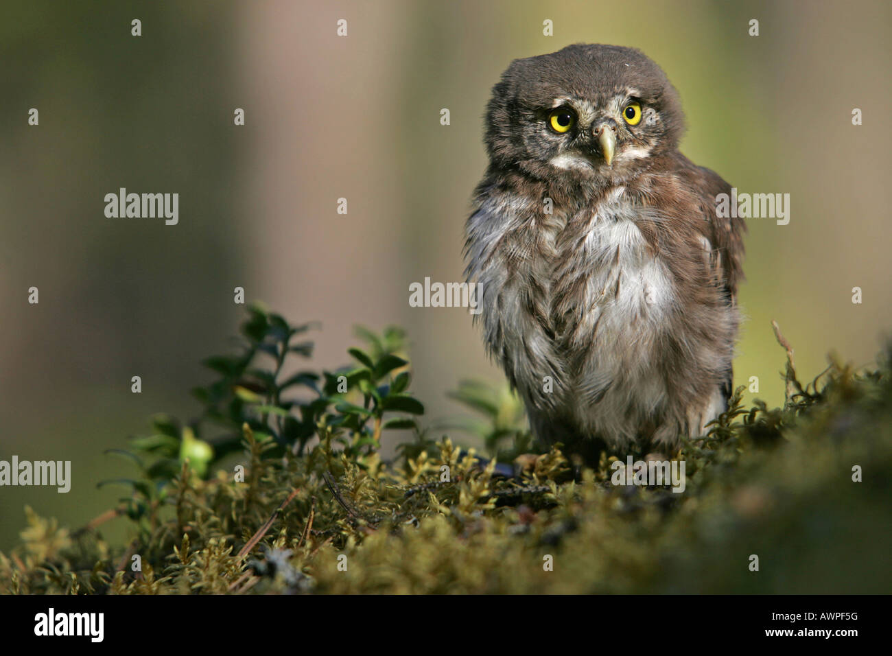 Young Eurasian Pygmy Owl (Glaucidium passerinum), Finland, Europe Stock ...