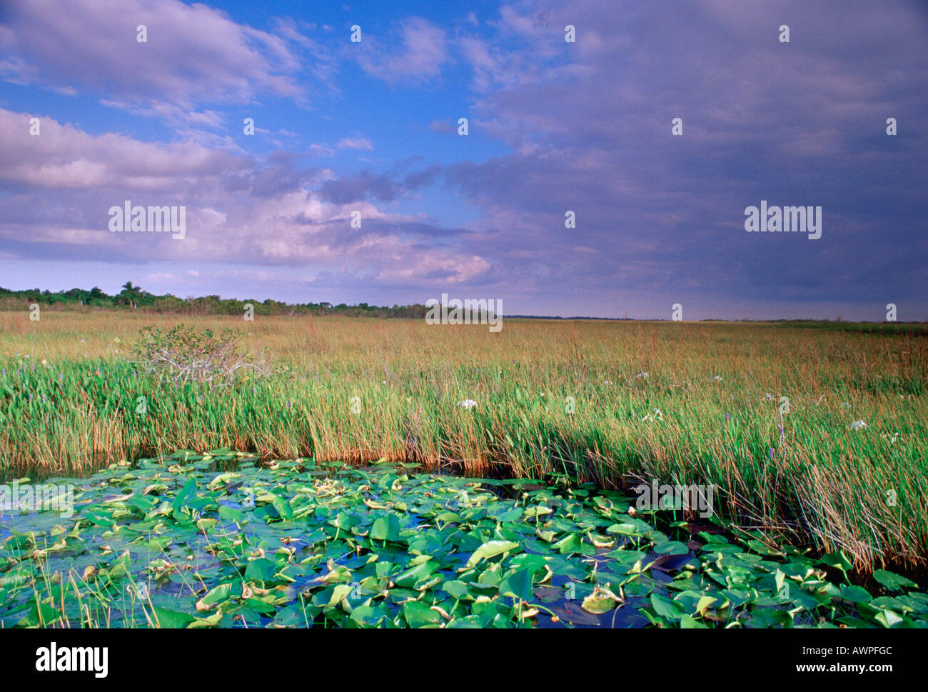 Sunrise in the Sawgrass Prairie Everglades National Park Florida United ...
