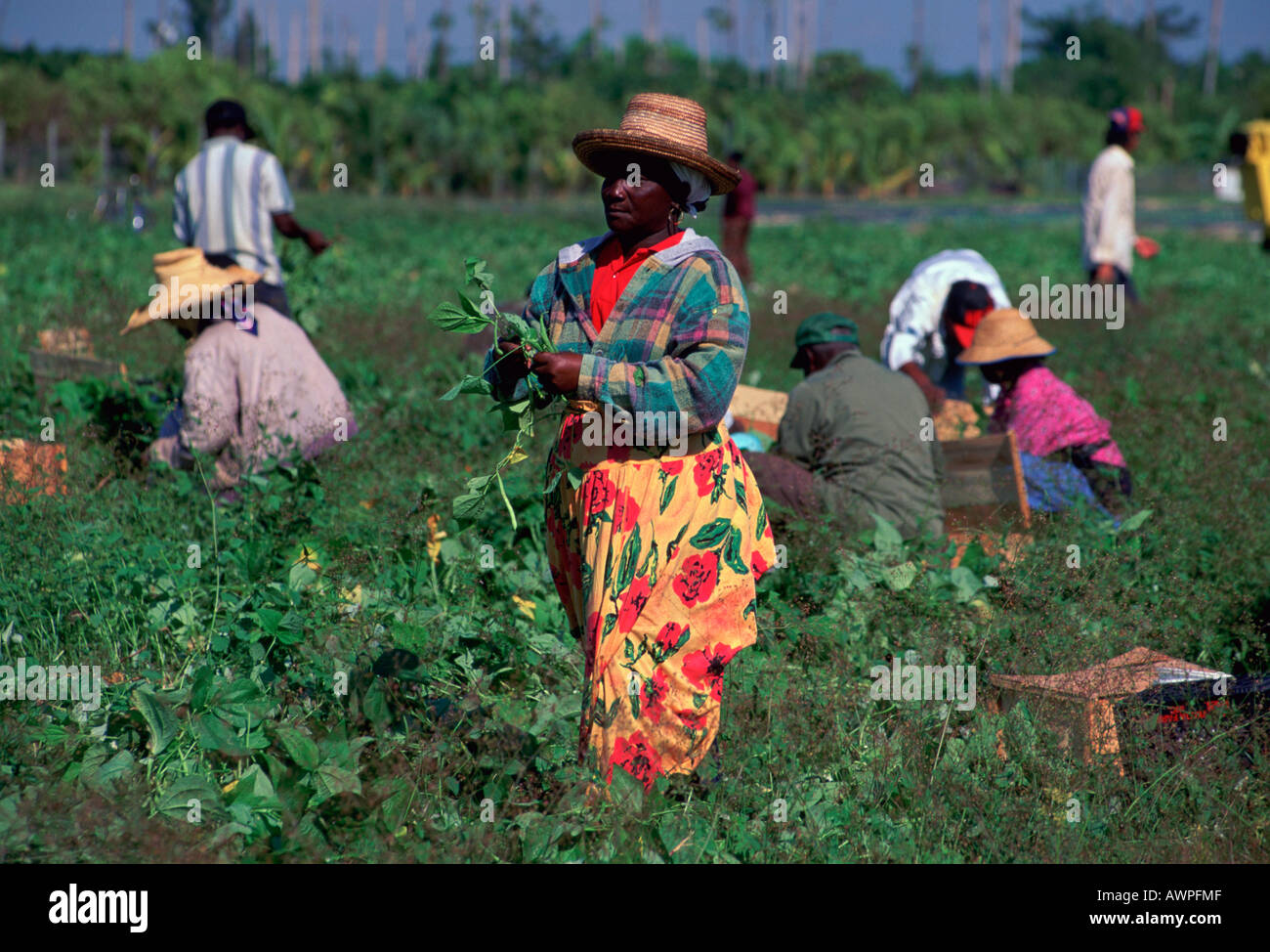 Haitian workers in the Everglades near Homestead Florida United States ...