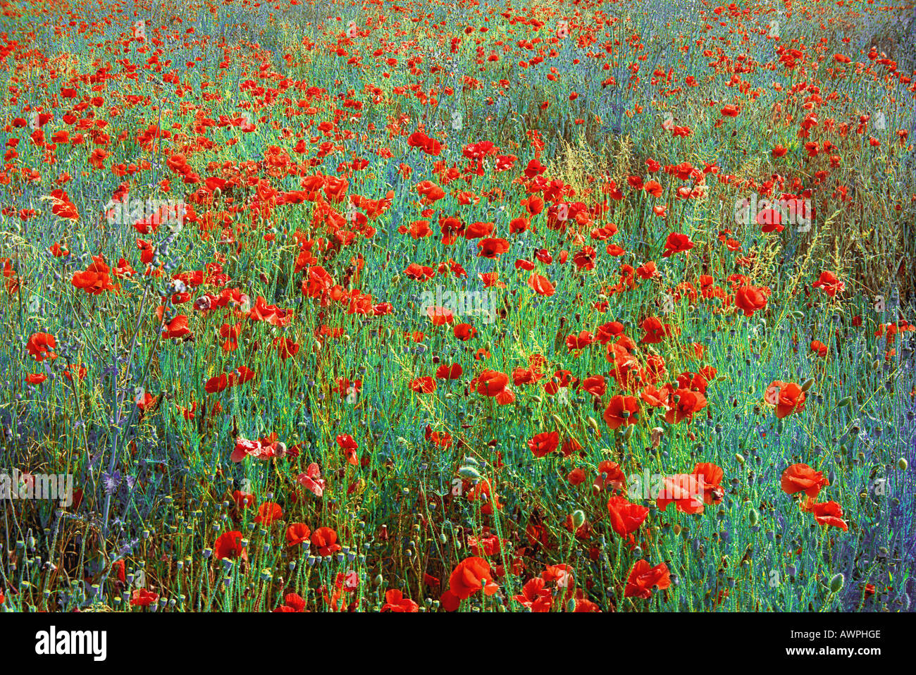 English Poppy Field Stock Photo - Alamy
