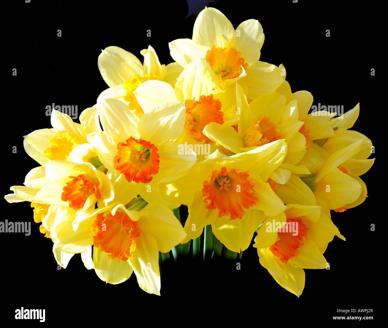 A nice bunch of daffodils on a black background Stock Photo - Alamy