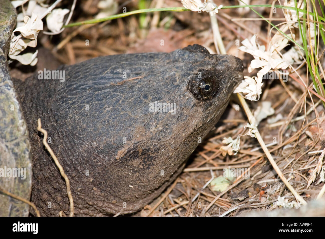 Minnesota snapping turtles hi-res stock photography and images - Alamy