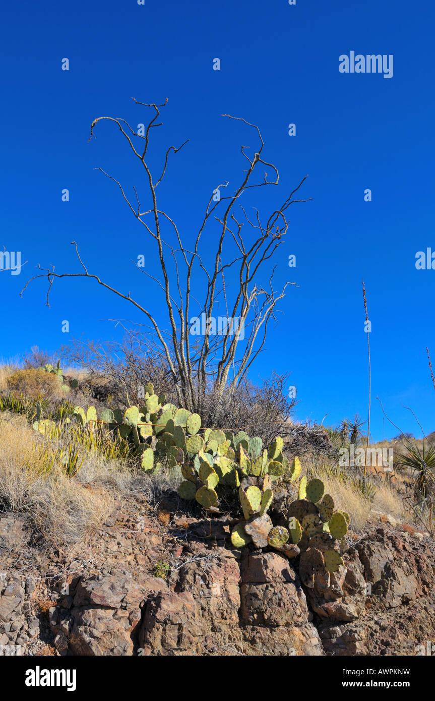 Desert landscape. Big Bend National Park, Texas, USA Stock Photo - Alamy