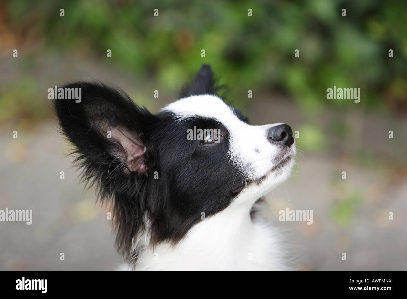 Papillon puppies hi-res stock photography and images - Alamy