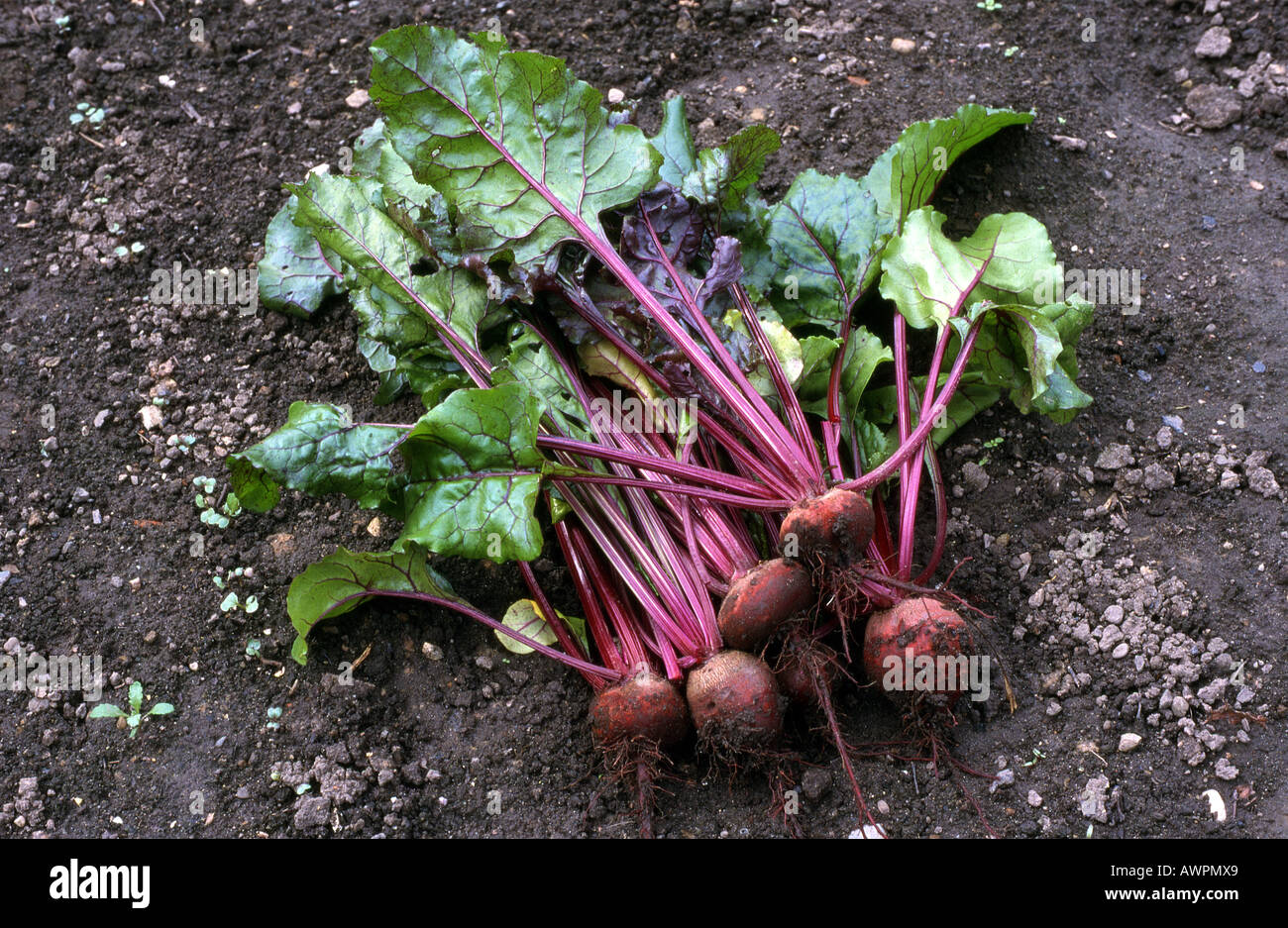 Beetroot 'Detroit Crimson Globe' (introduced 1897), maincrop, August ...