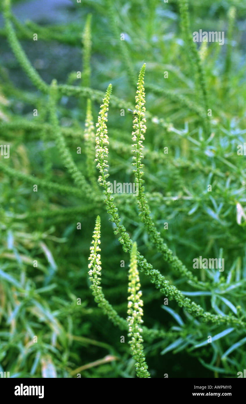 Weld plant hi-res stock photography and images - Alamy